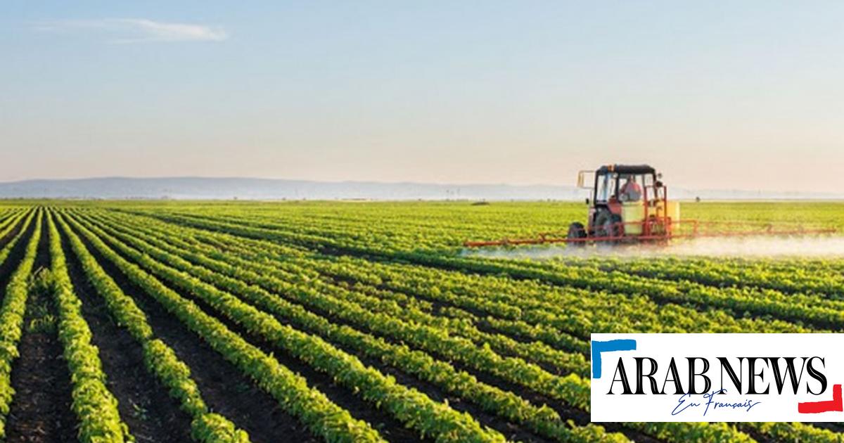 Algérie: programme quinquennal 2025-2030 dédié au secteur agricole | Arab News FR